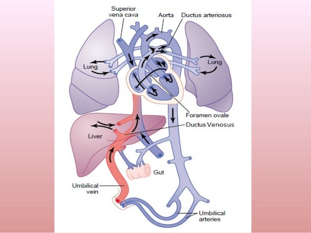 Fetal circulation