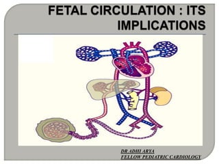 Fetal Circulation Animation