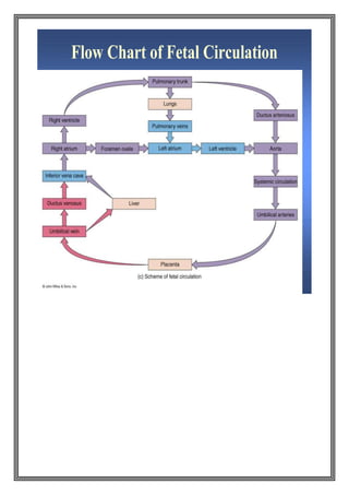 Fetal circulation | PDF