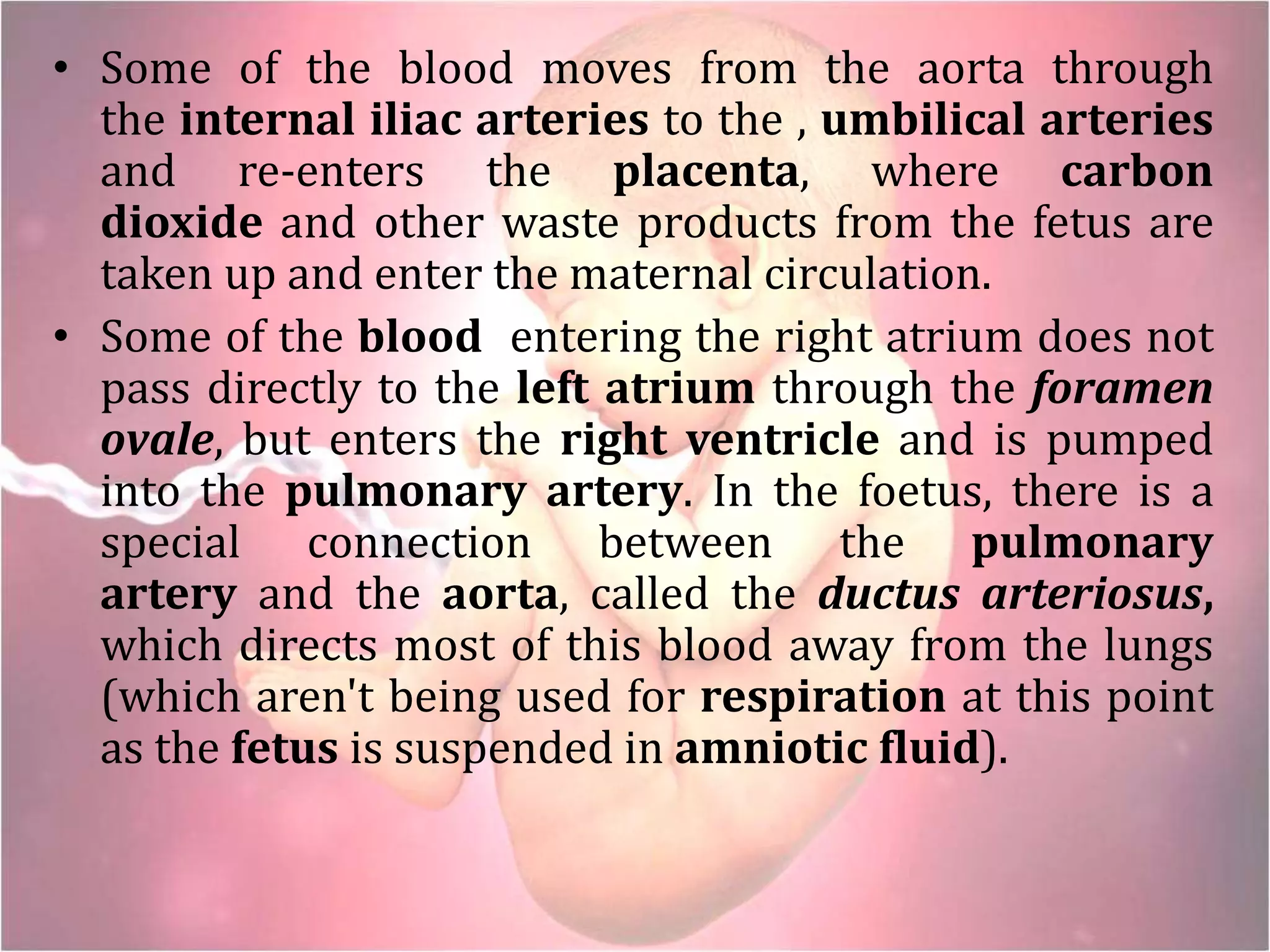 Fetal Circulation Ppt