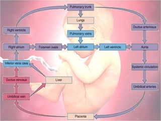 Fetal Circulation Flow Chart