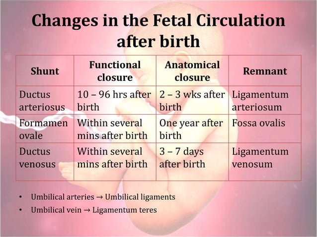 Fetal Circulation Ppt