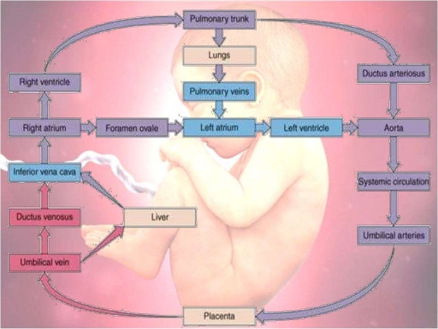 Fetal circulation