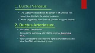 Fetal circulation | PPTX