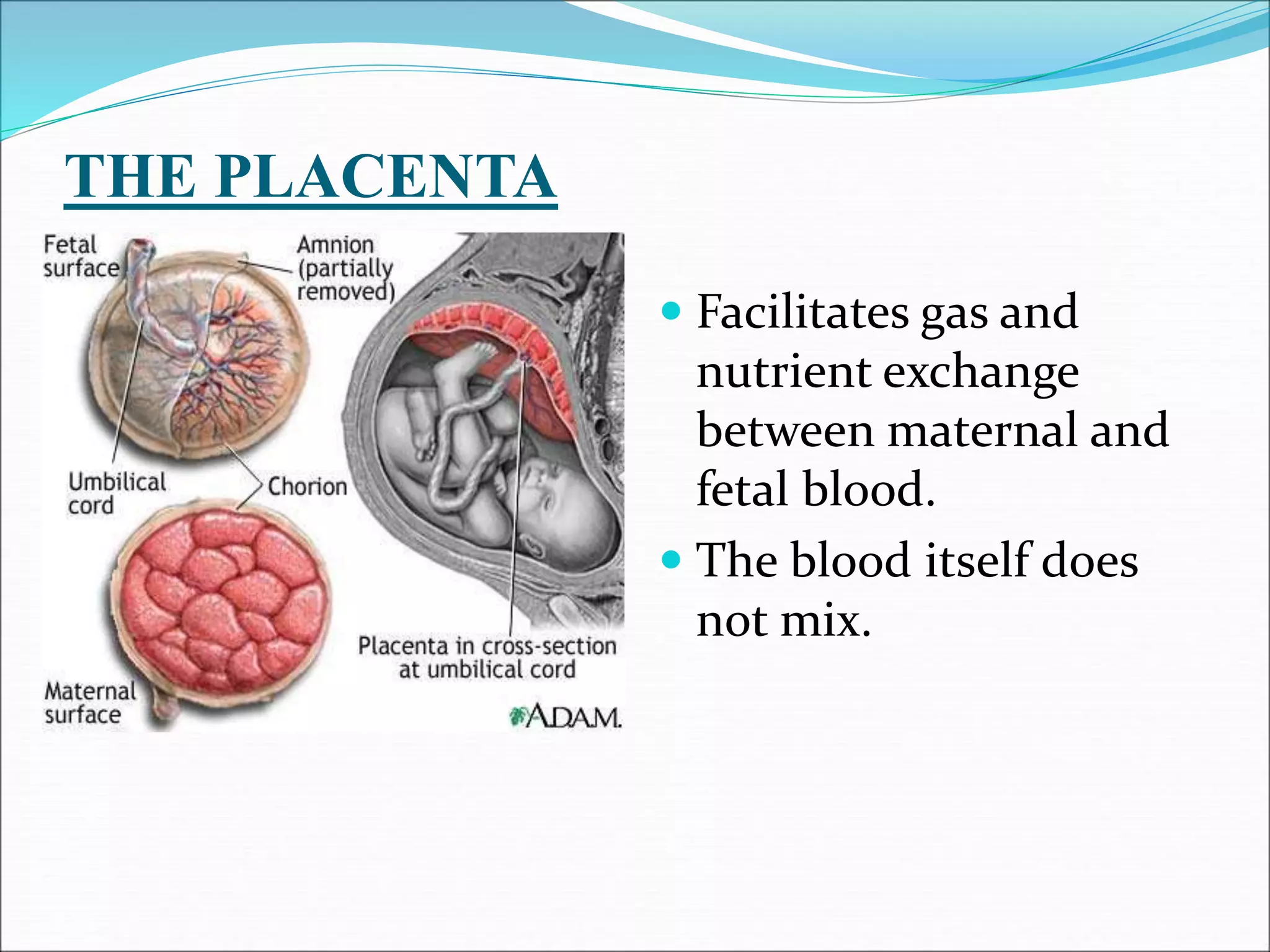 Fetal circulation | PPT