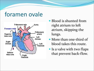 Fetal circulation | PPT