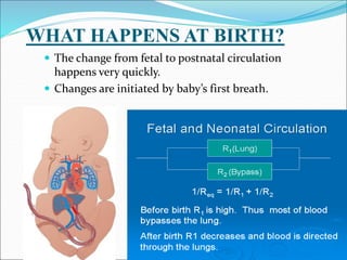 Fetal circulation | PPT