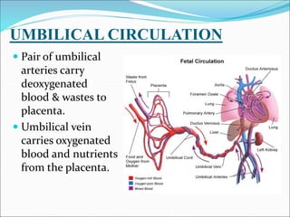 Umbilical Vein Oxygenated Or Deoxygenated