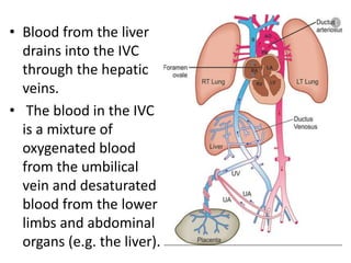 fetalcirculation-200727100552.pdf