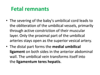 Fetal circulation | PPTX