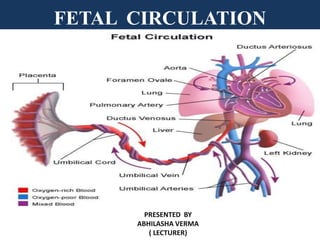 Fetal Circulation Model Labeled