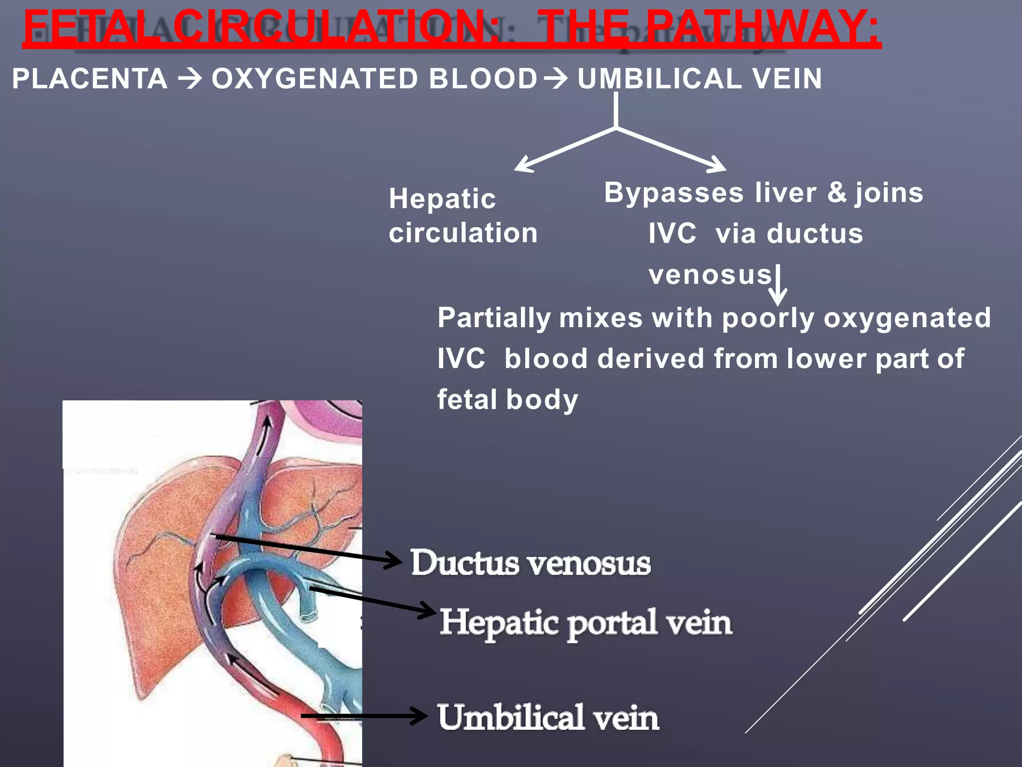 Fetal circulation | PPTX