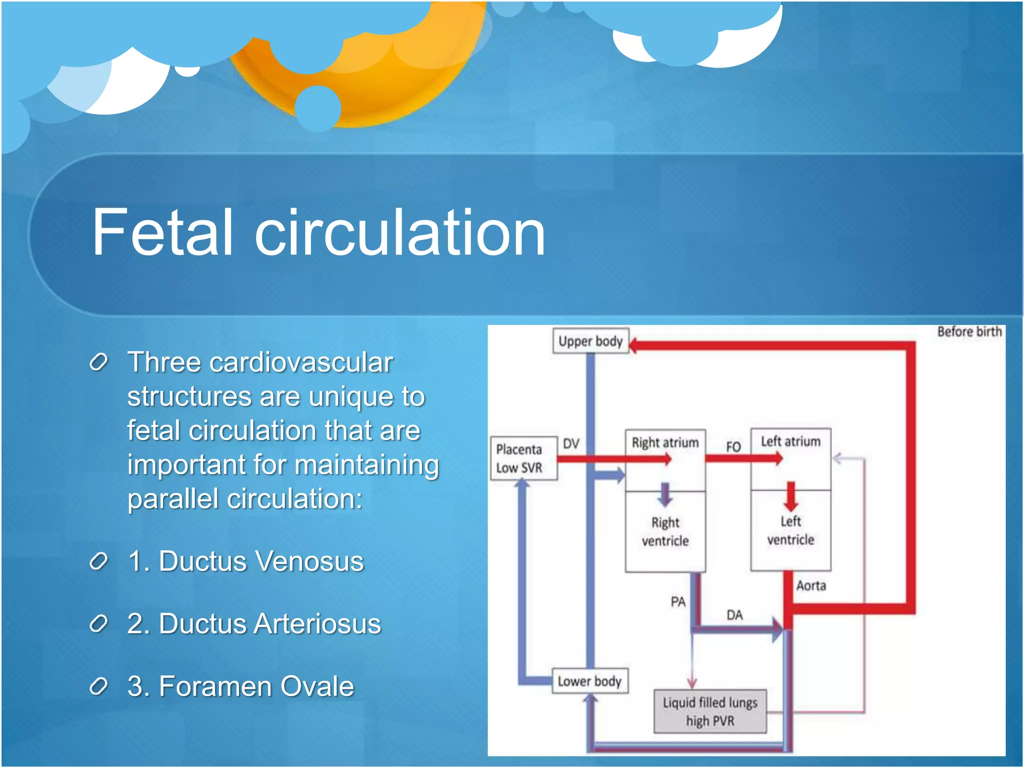 fetal circulation.pptx