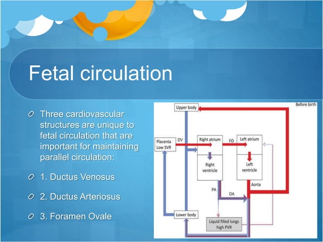 fetal circulation.pptx