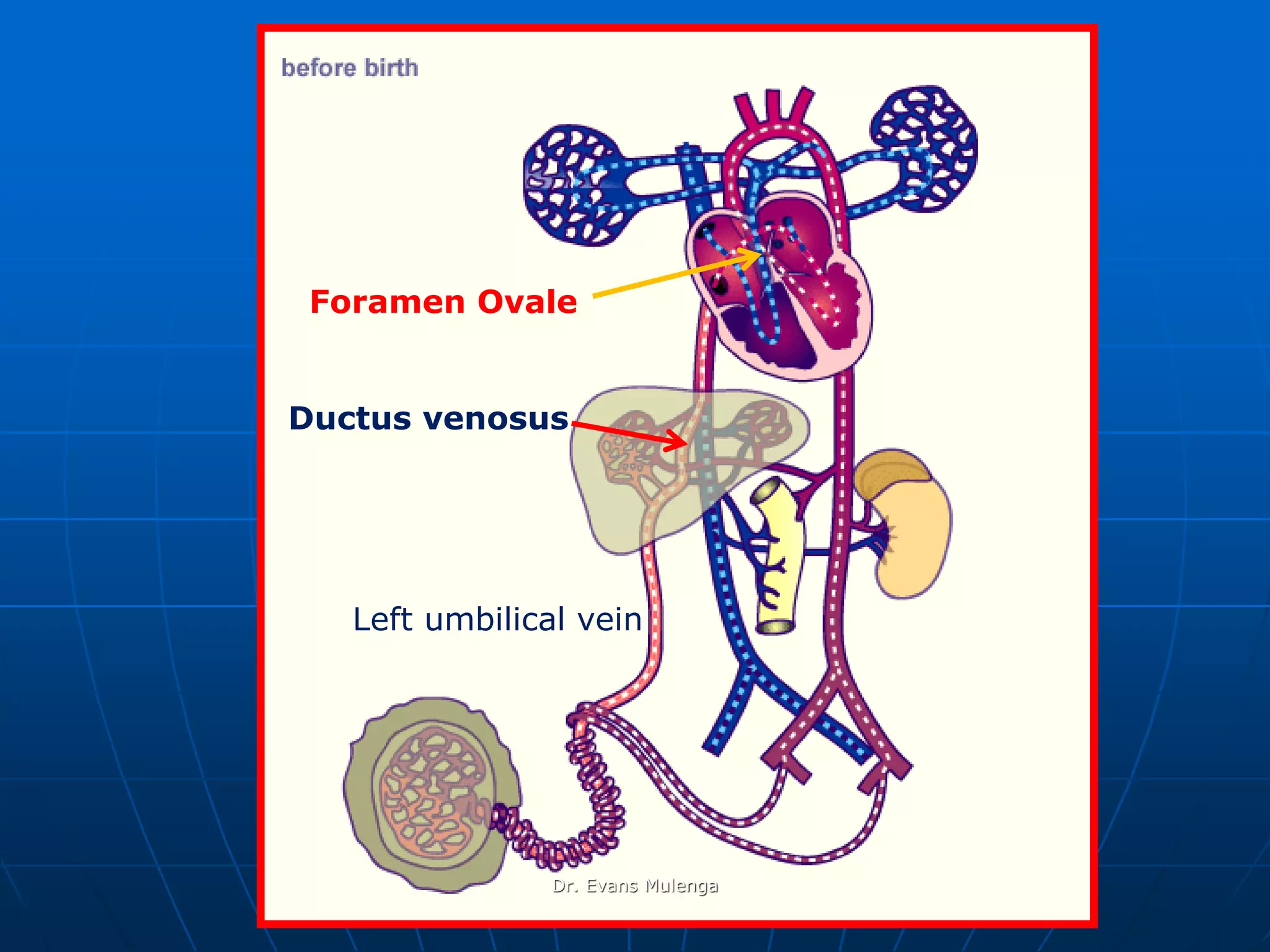 Fetal Circulation.pdf