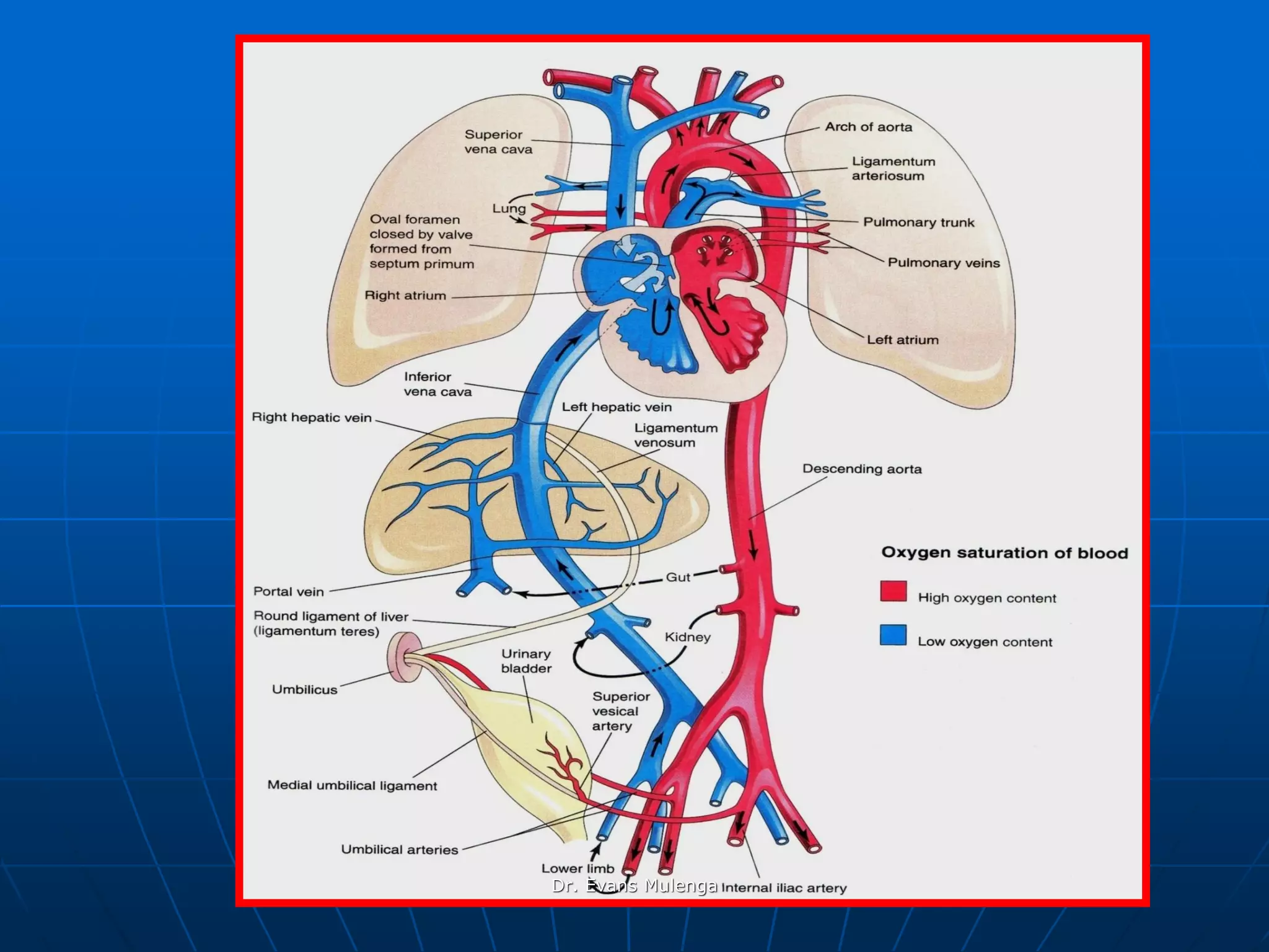 Fetal Circulation.pdf