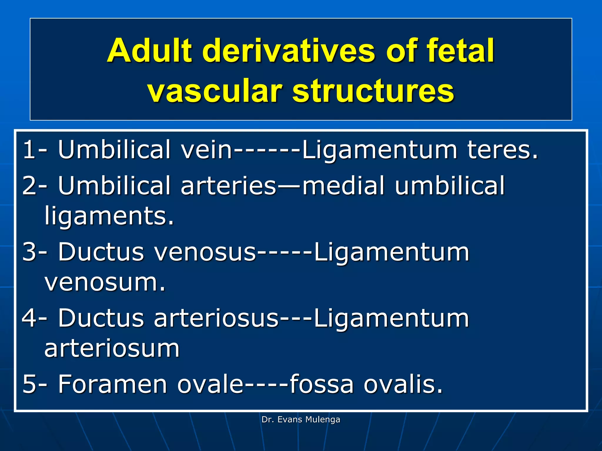 Fetal Circulation.pdf