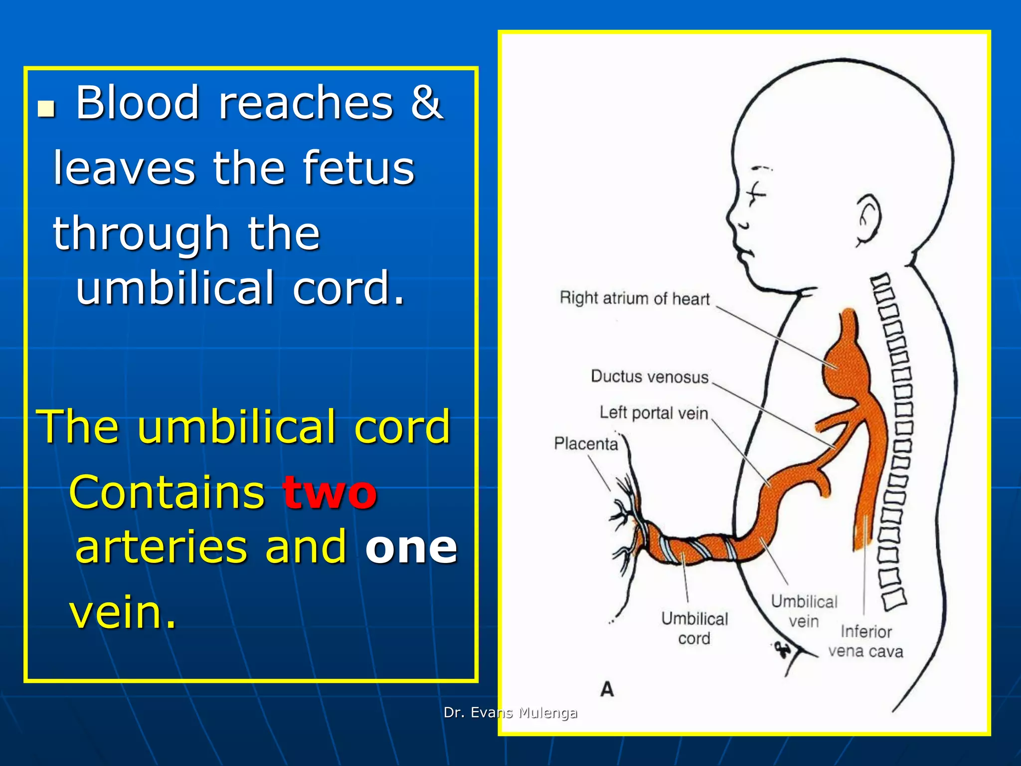 Fetal Circulation.pdf
