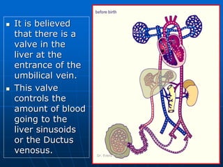 Fetal Circulation Animation