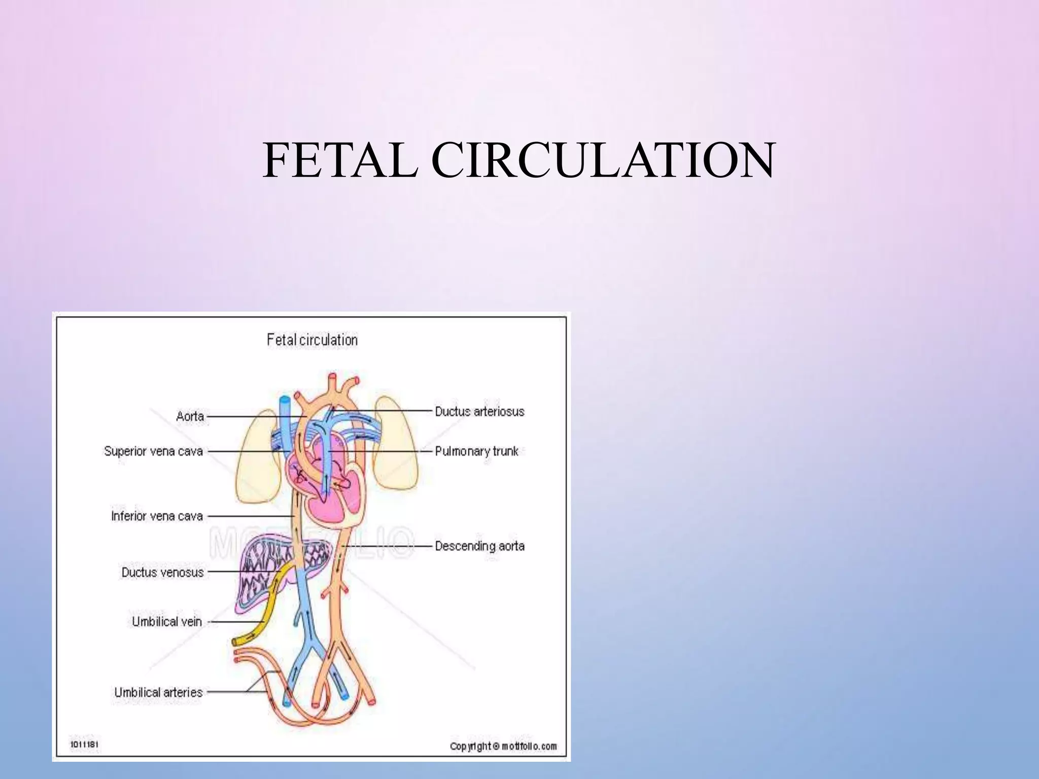 fetal circulation.pptx
