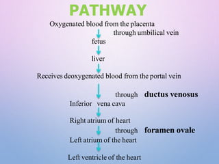 Fetal Circulation Pathway
