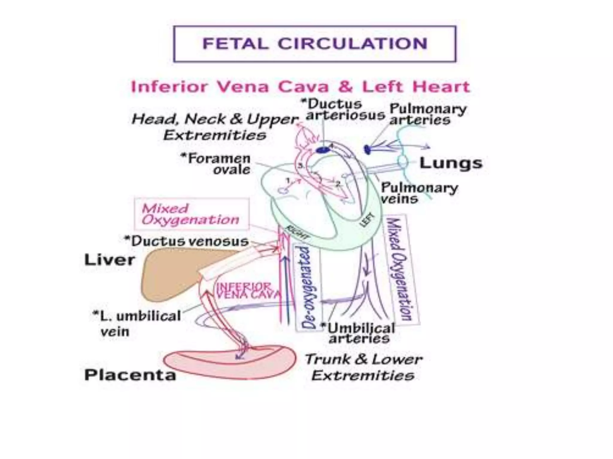 fetal circulation.pptx