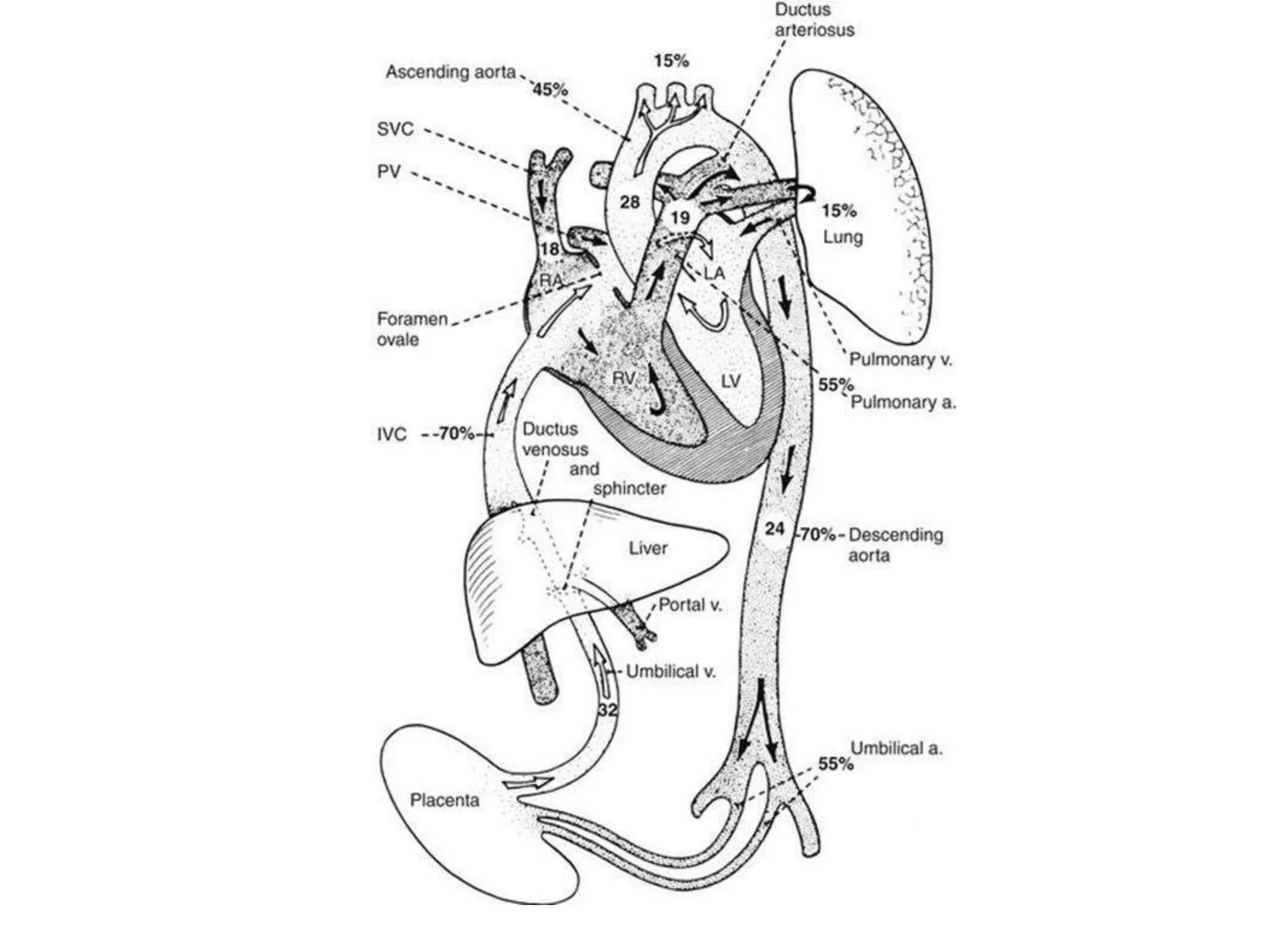 fetal circulation.pptx