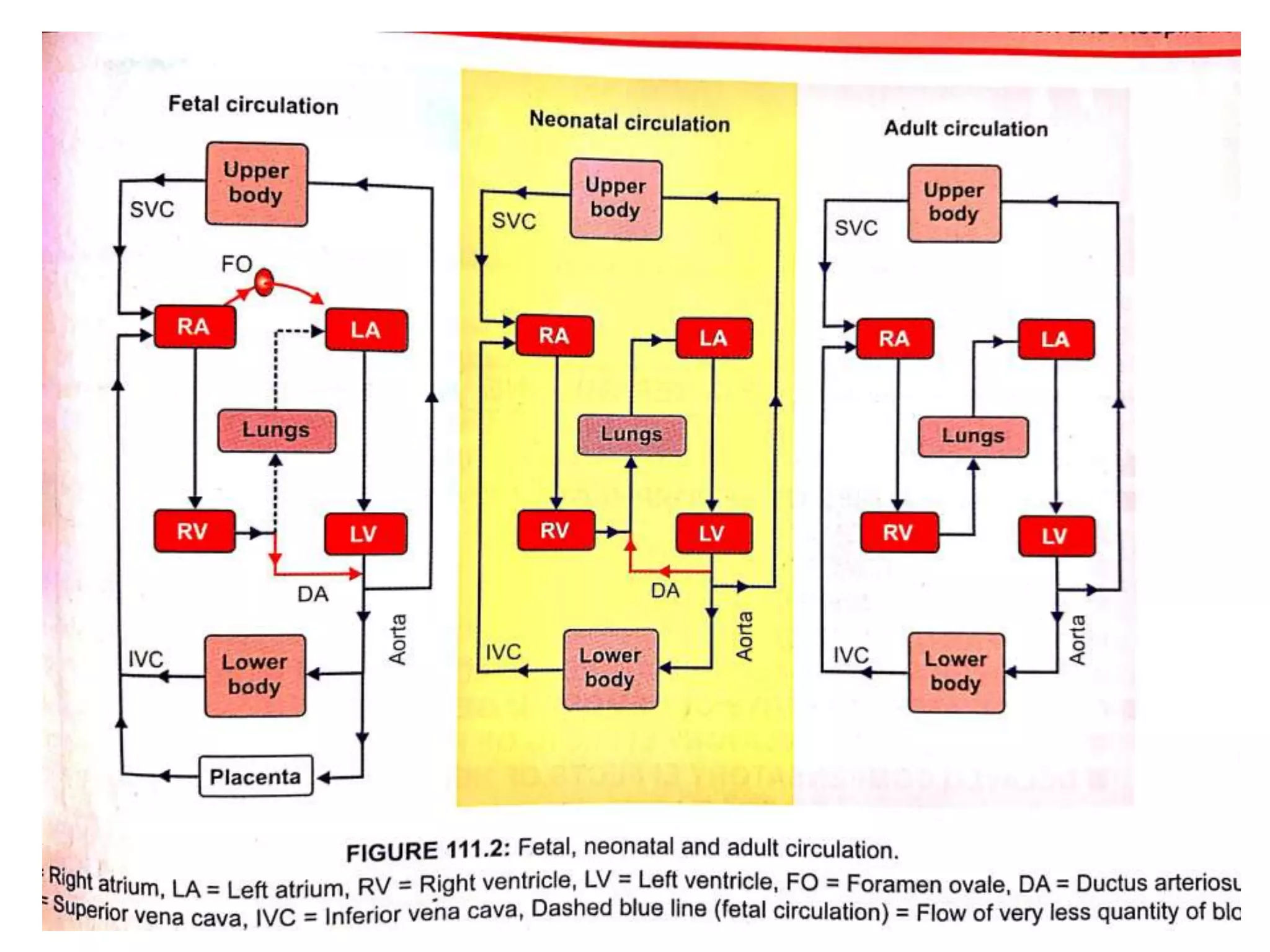 fetal circulation.pptx