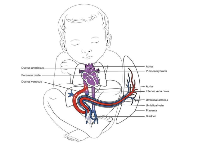 fetal circulation.pptx