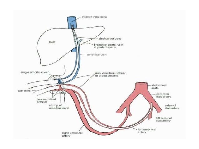 fetal circulation.pptx