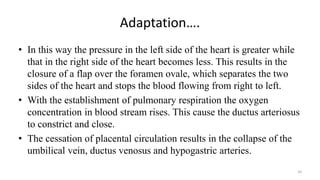 fetal circulation.pdf