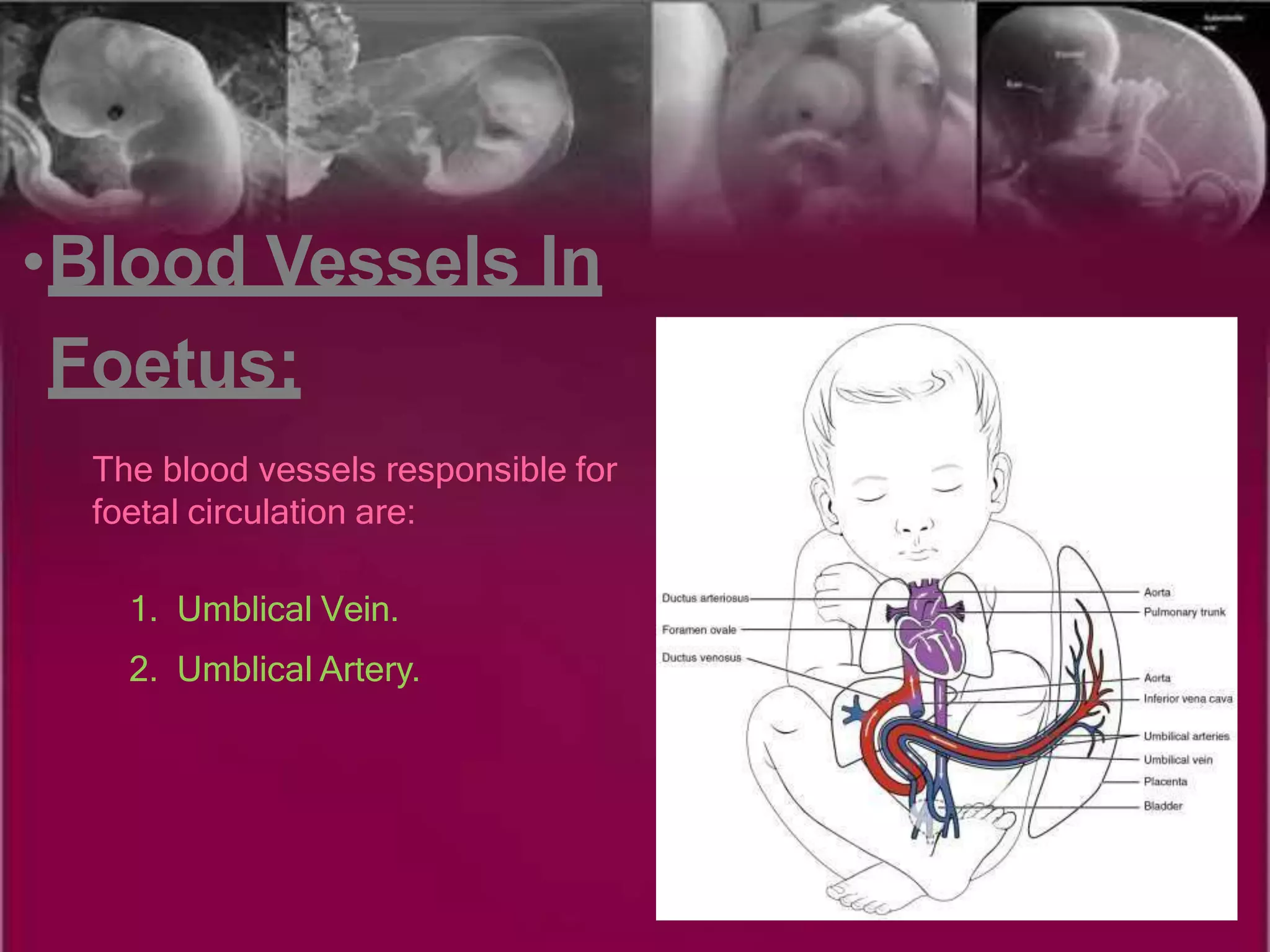 fetal circulation.pptx