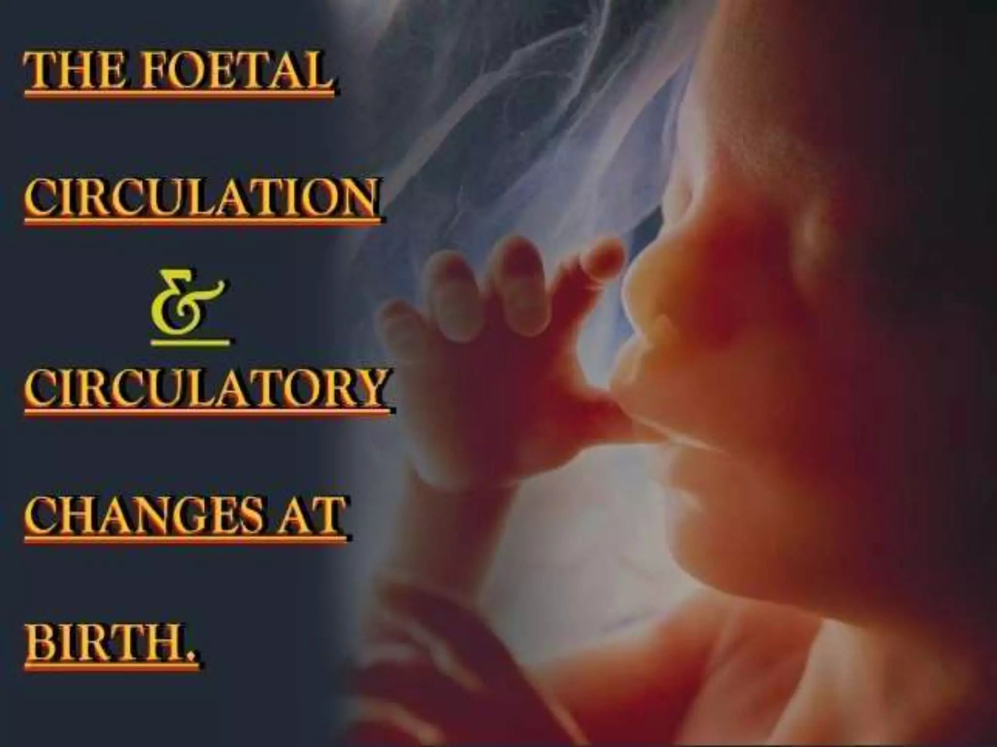 fetal circulation.pptx