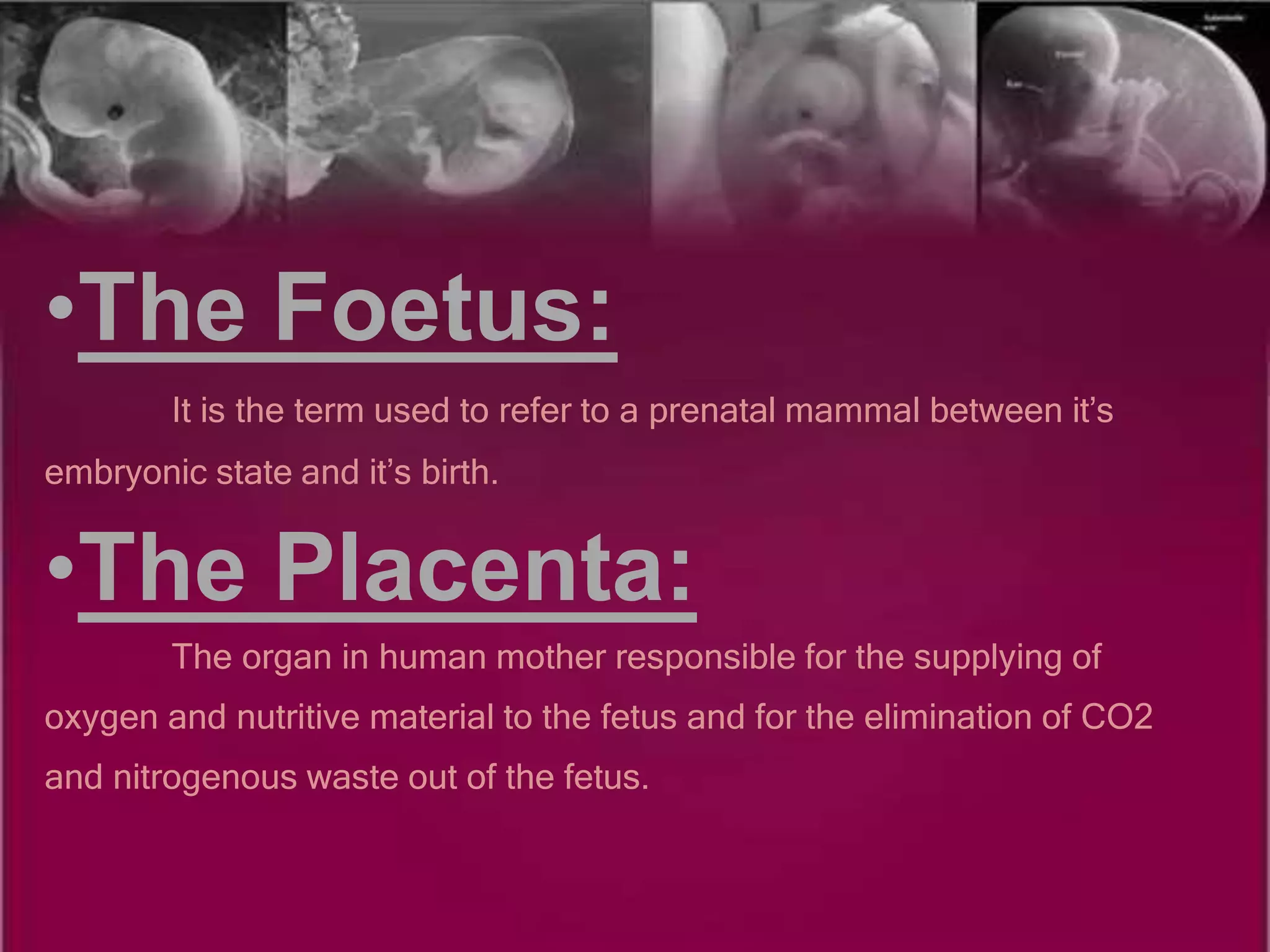 fetal circulation.pptx