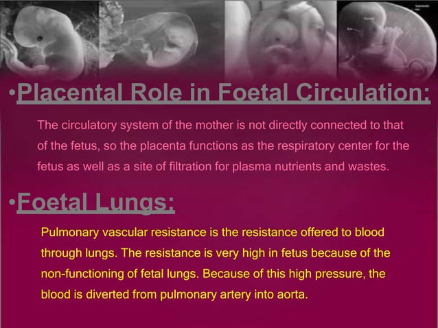 fetal circulation.pptx