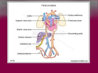fetal circulation.pptx