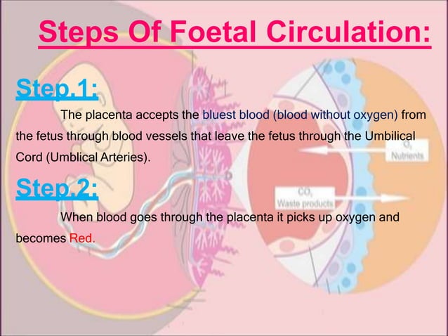 fetal circulation.pptx