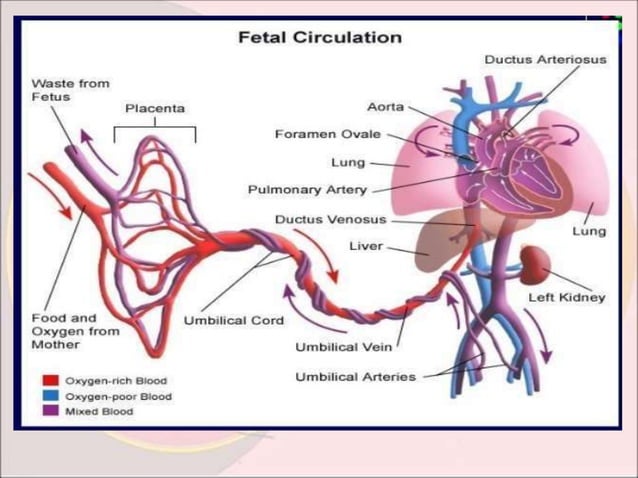 fetal circulation.pptx