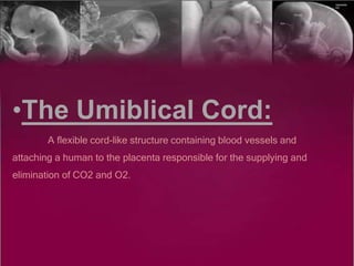 fetal circulation.pptx