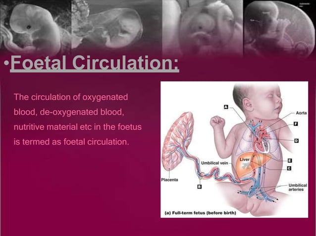 fetal circulation.pptx