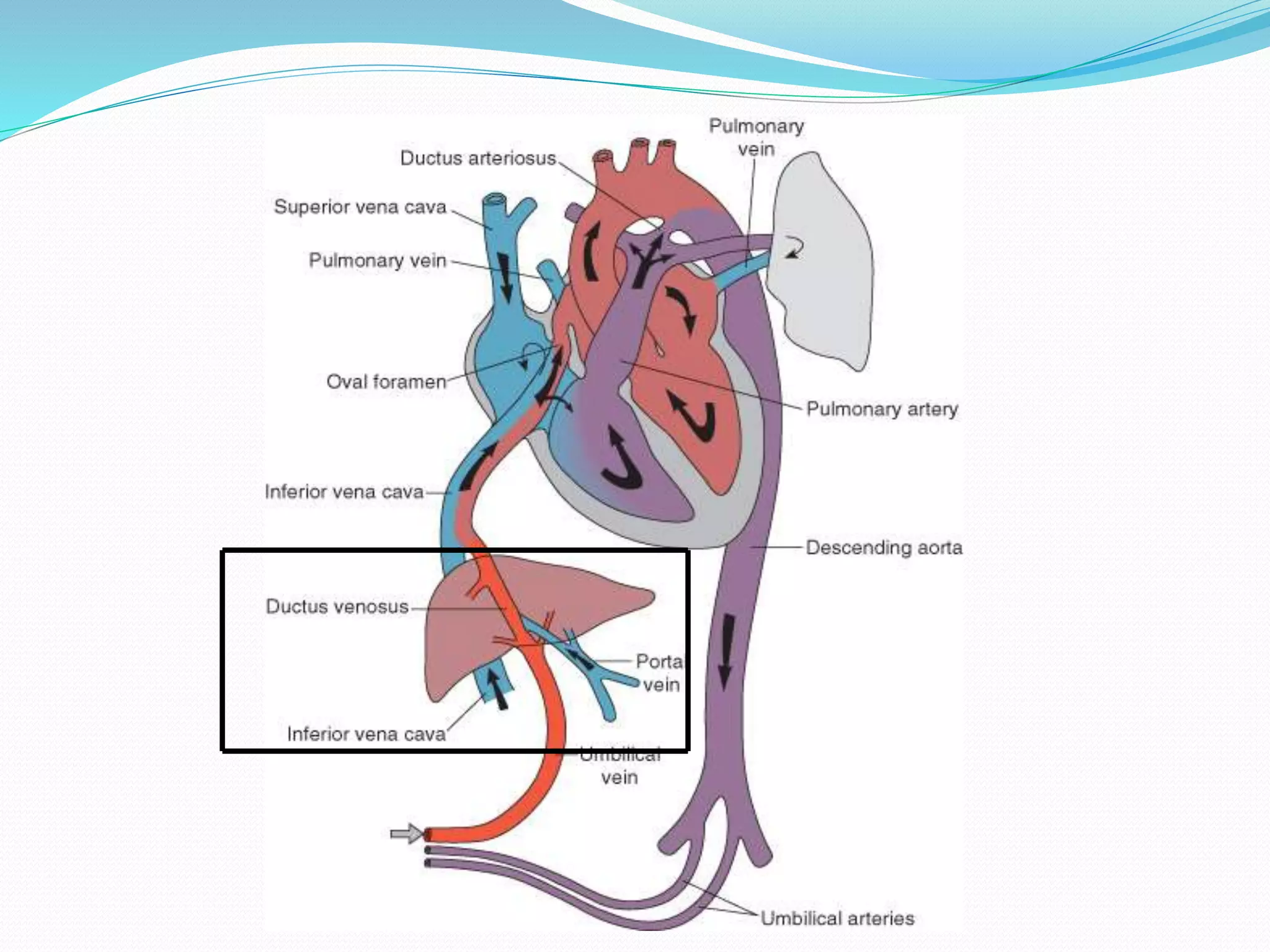 Fetal Circulation .pptx