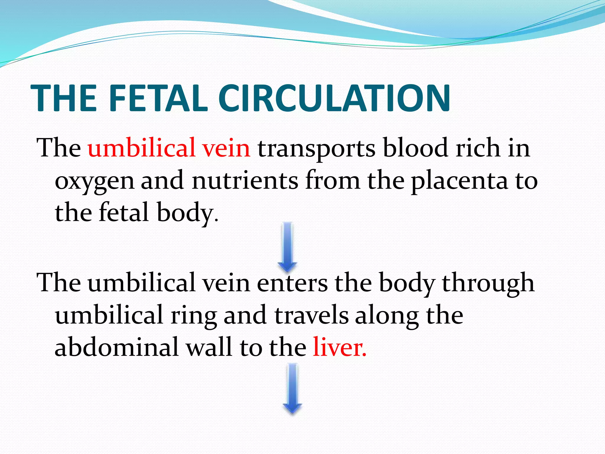 Fetal Circulation .pptx