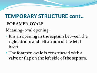Fetal Circulation .pptx