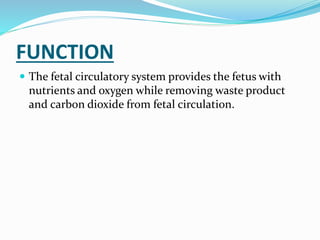 Fetal Circulation .pptx