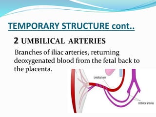 Fetal Circulation .pptx