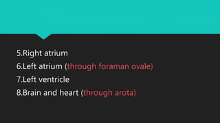 fetal circulation.pptx