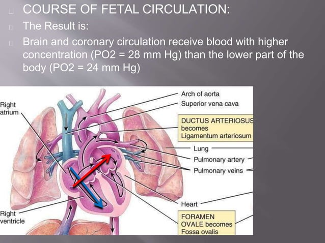 Fetal circulation.pptx | Pregnancy | Reproductive Health