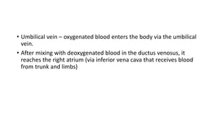 Anatomy and physiology of Fetal circulation | PPTX