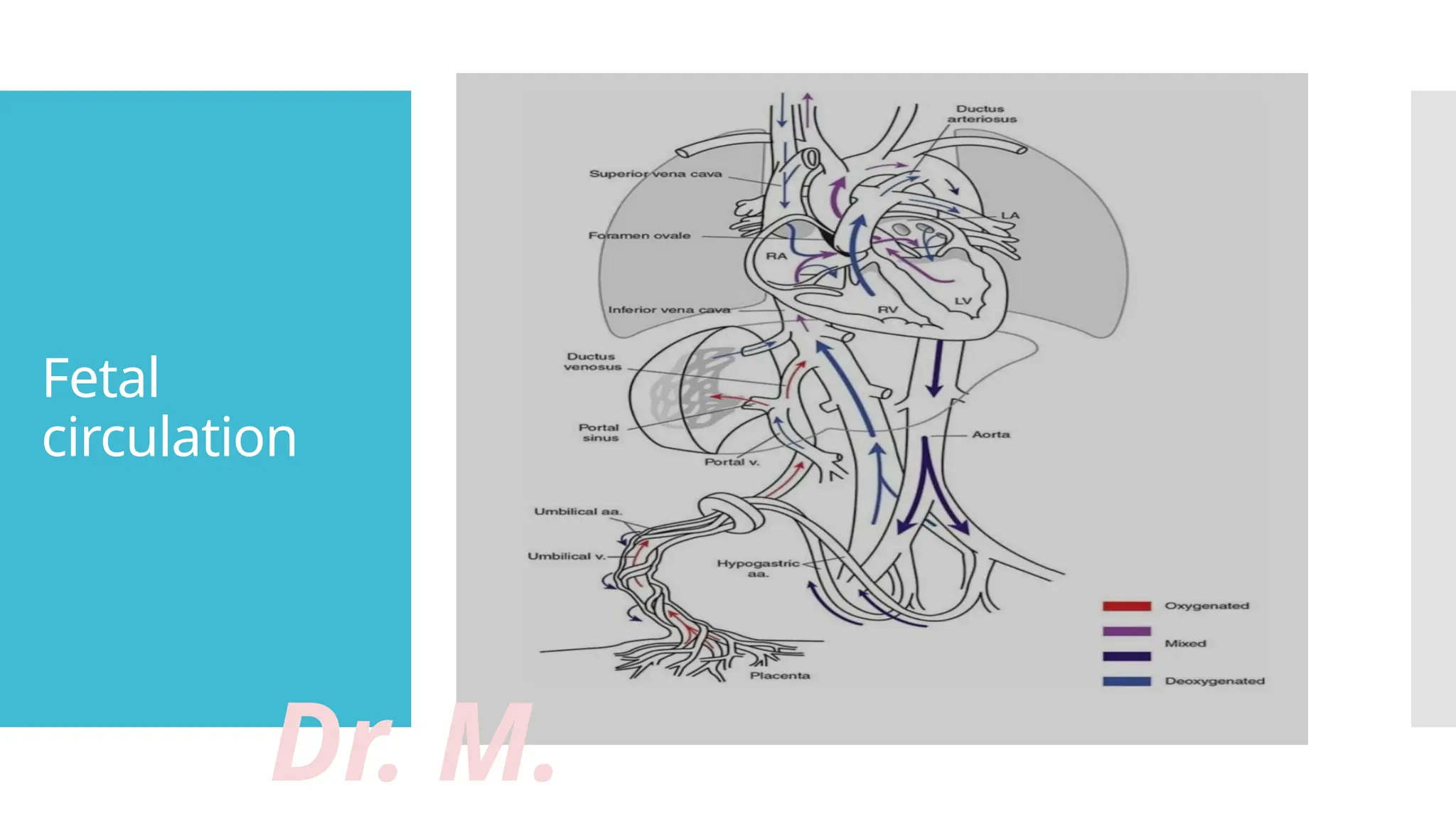Fetal Circulation - describes fetal heart, maternofetal circulation | PPTX