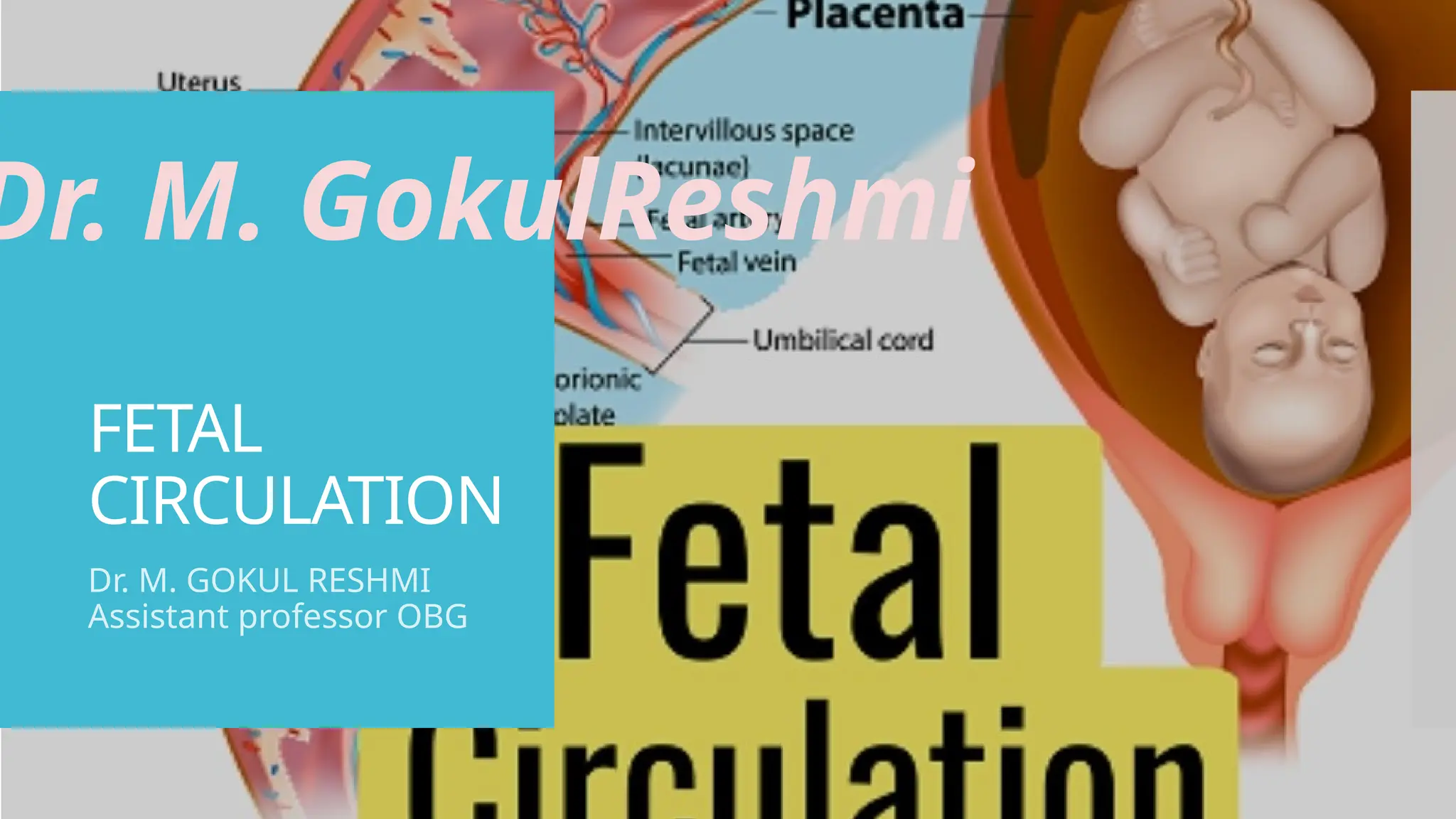 FETAL CIRCULATION - fetomaternal circulation | PPTX